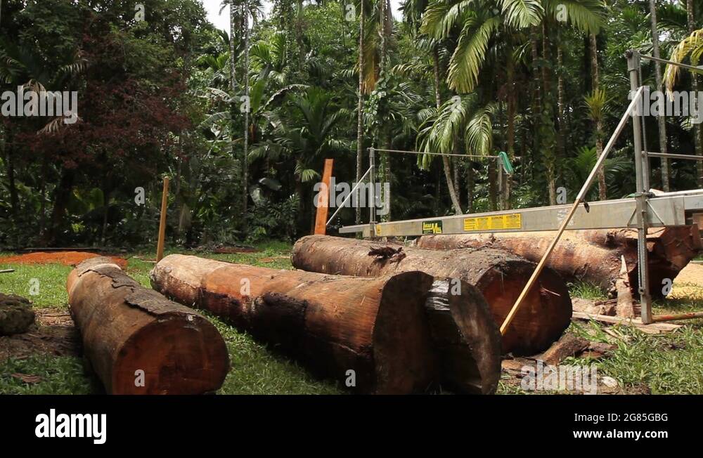 Old palm logs Stock Videos & Footage - HD and 4K Video Clips - Alamy