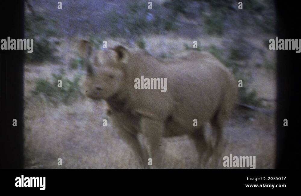 Large rhino Stock Videos & Footage - HD and 4K Video Clips - Alamy