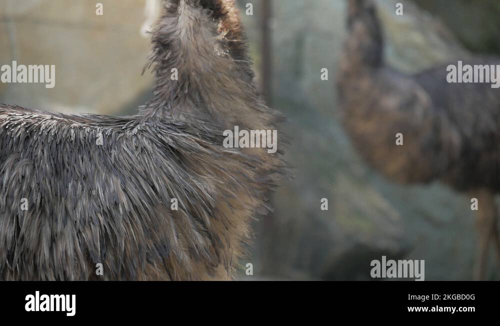 Close up ostrich head Stock Videos & Footage - HD and 4K Video Clips ...