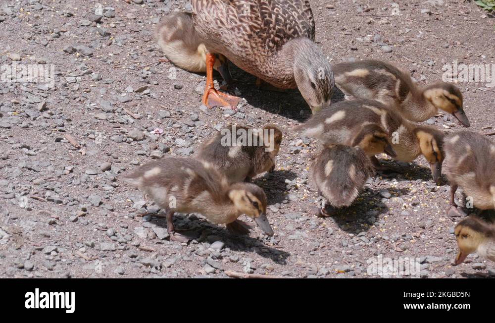 Ducklings with mother duck Stock Videos & Footage - HD and 4K Video ...