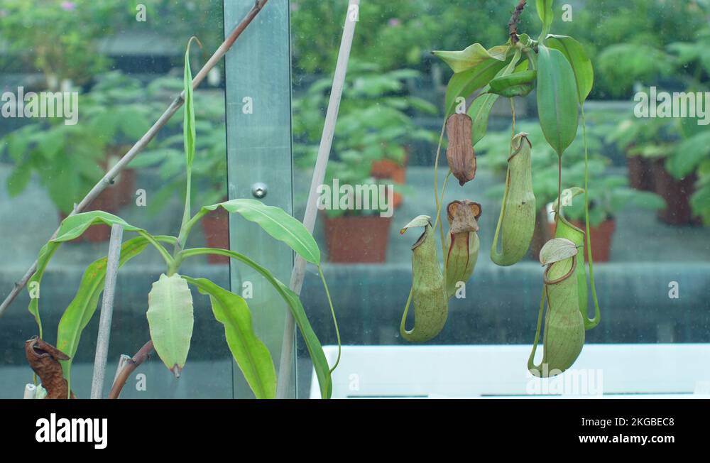 Pitcher plant nepenthes mirabilis Stock Videos & Footage - HD and 4K ...