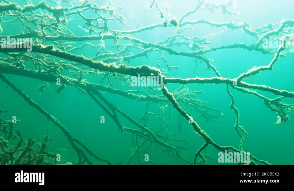 Underwater branches Stock Videos & Footage - HD and 4K Video Clips - Alamy