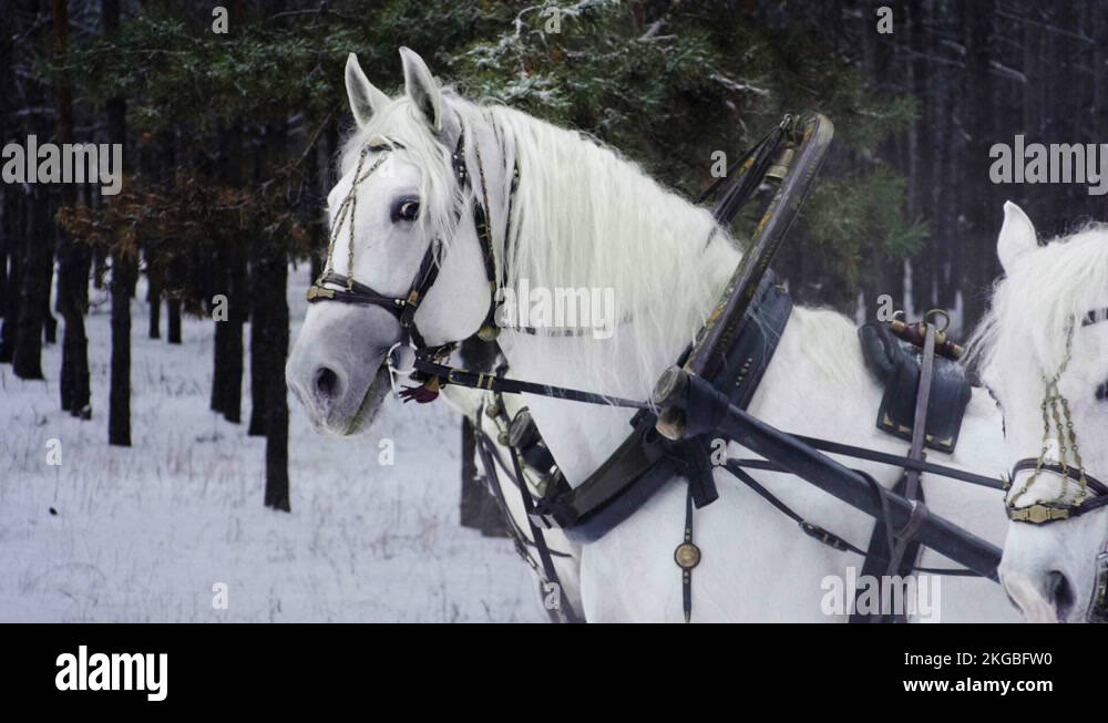Troika. Russian carriage drawn by team of three horses side by side ...