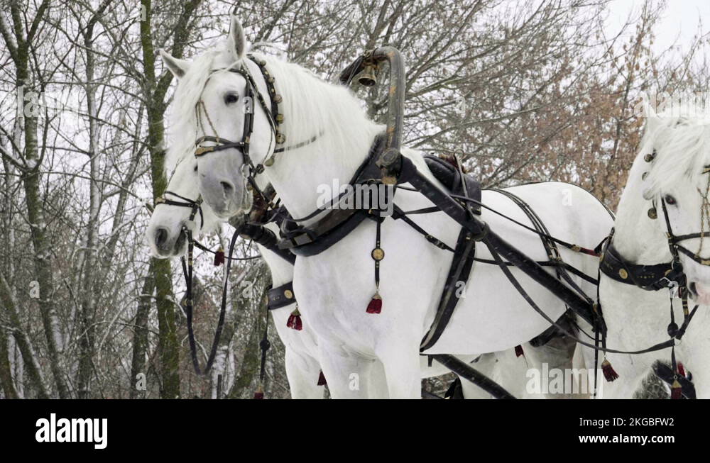 Troika. Russian carriage drawn by a team of three white horses. Slow ...