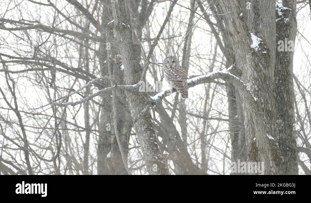 Owl head neck Stock Videos & Footage - HD and 4K Video Clips - Alamy