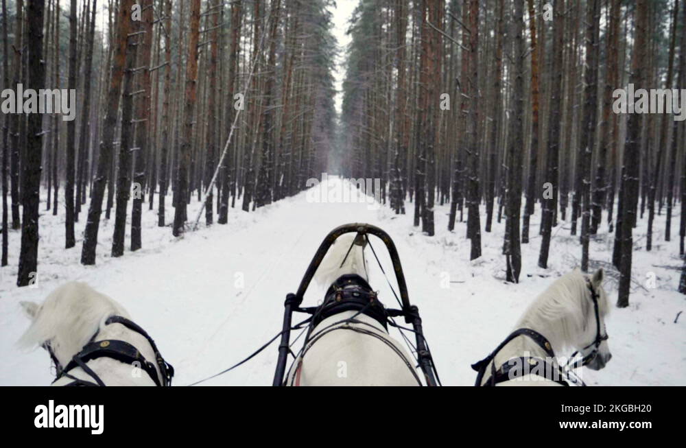 Troika sleigh Stock Videos & Footage - HD and 4K Video Clips - Alamy