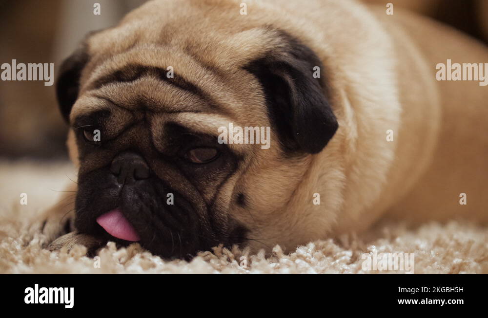 Pretty funny pug dog muzzle, snout. Cute face, eyes. Sleepy sad lying ...