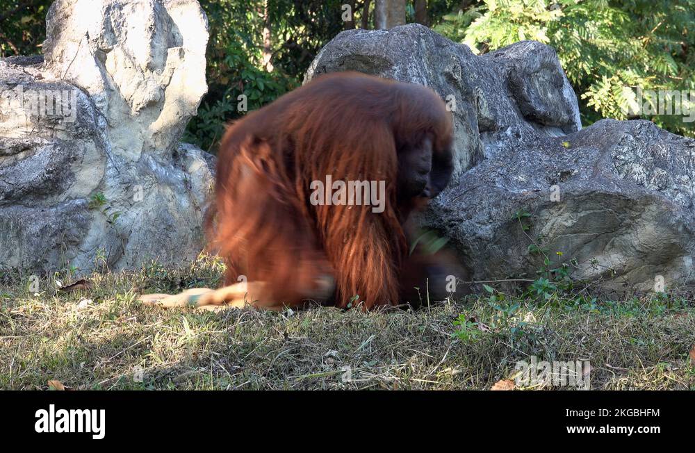 Sumatran orangutan pongo pygmaeus Stock Videos & Footage - HD and 4K ...