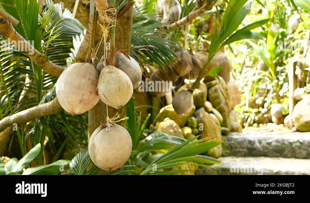 Tropical coconuts Stock Videos & Footage - HD and 4K Video Clips - Alamy