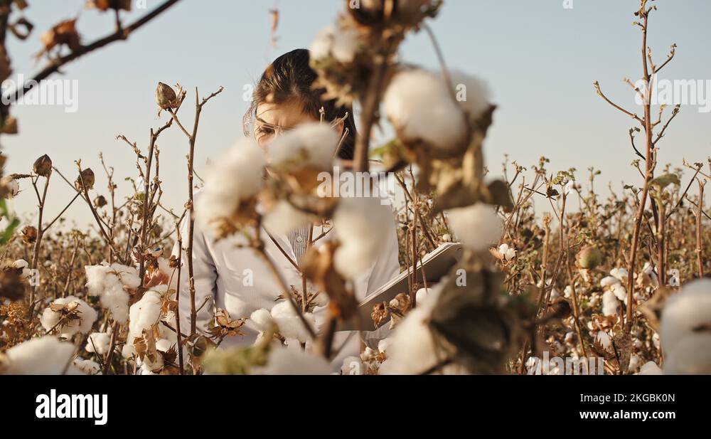Young female agronome, wearing white lab coat, in blooming field of ...