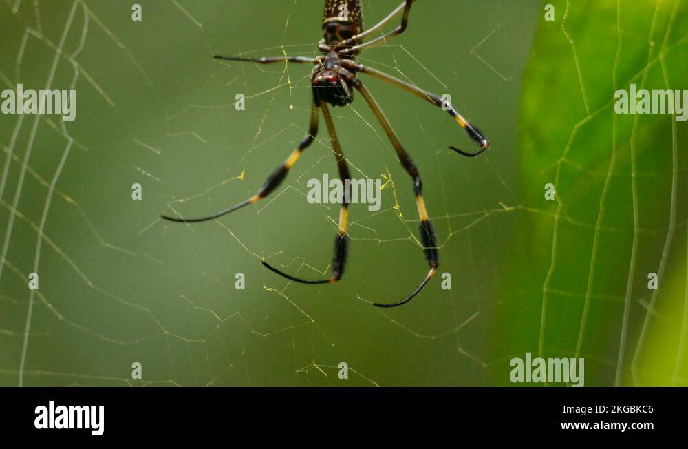 Spiders body Stock Videos & Footage - HD and 4K Video Clips - Alamy