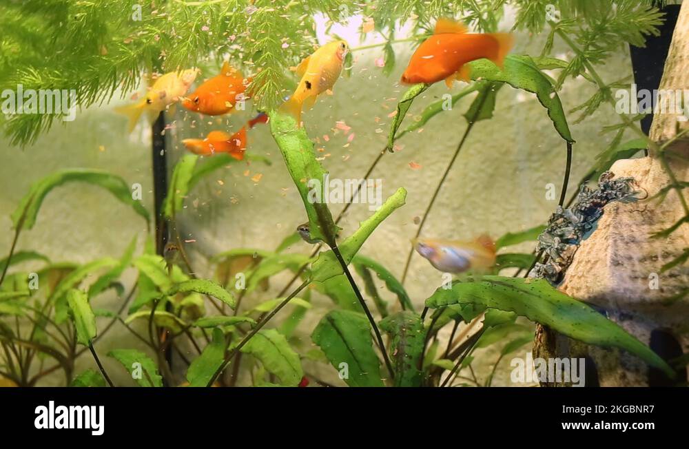 Fish eating food Stock Videos & Footage - HD and 4K Video Clips - Alamy