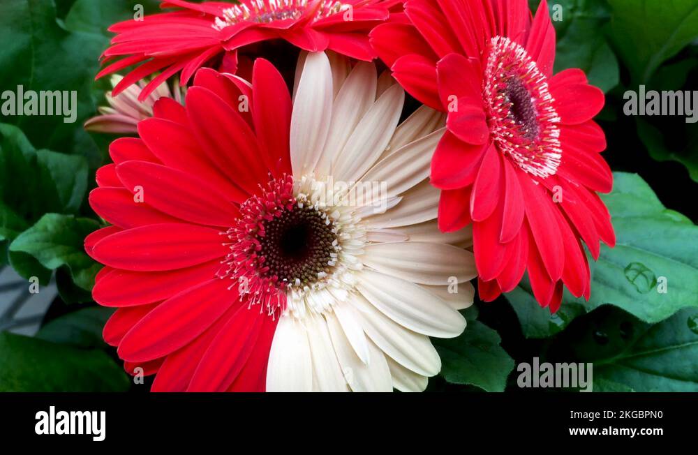 Daisy blooms Stock Videos & Footage - HD and 4K Video Clips - Alamy