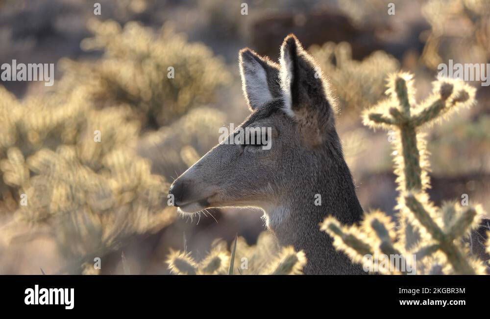 Desert mule deer Stock Videos & Footage - HD and 4K Video Clips - Alamy