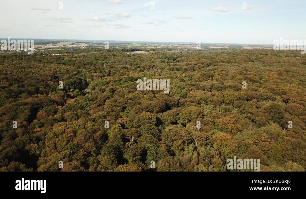 The epping forest Stock Videos & Footage - HD and 4K Video Clips - Alamy
