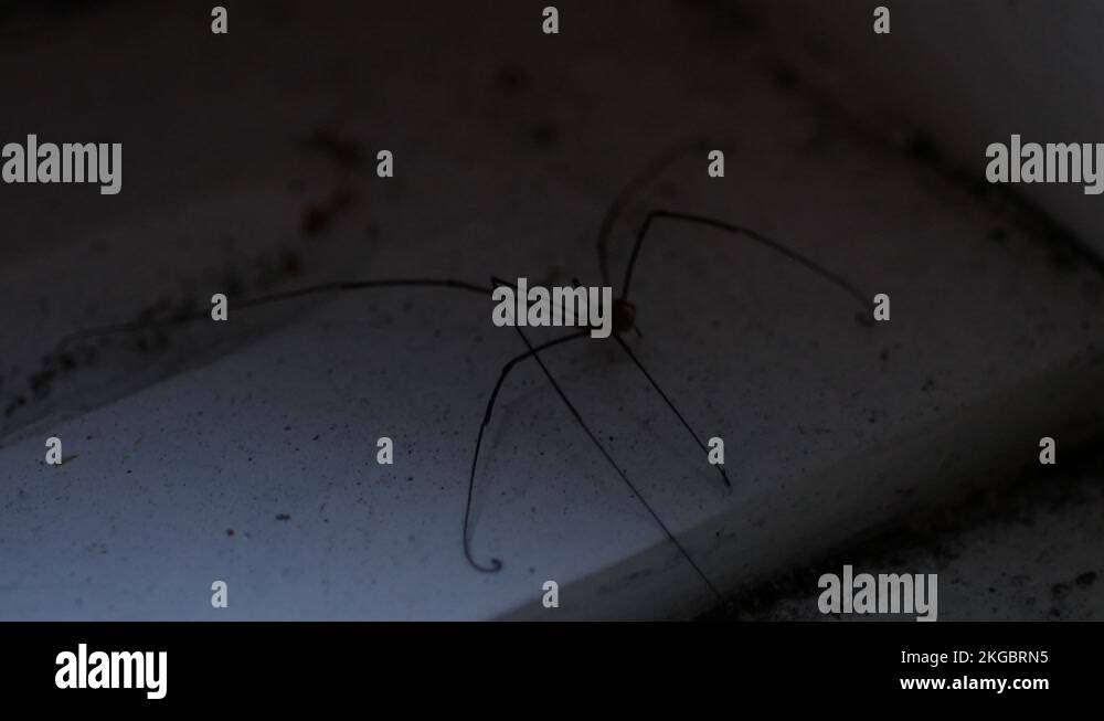 Spider in house Stock Videos & Footage - HD and 4K Video Clips - Alamy