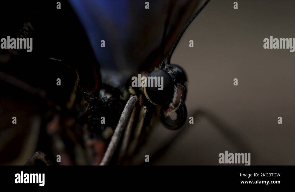 Large insect eyes Stock Videos & Footage - HD and 4K Video Clips - Alamy