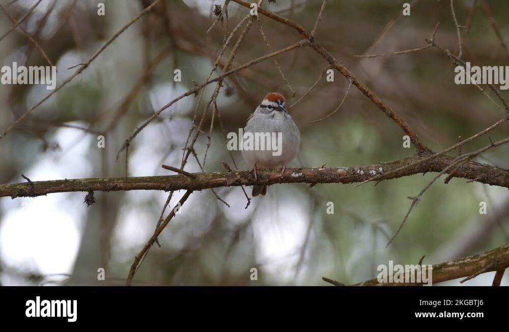 Sparrow up close Stock Videos & Footage - HD and 4K Video Clips - Alamy