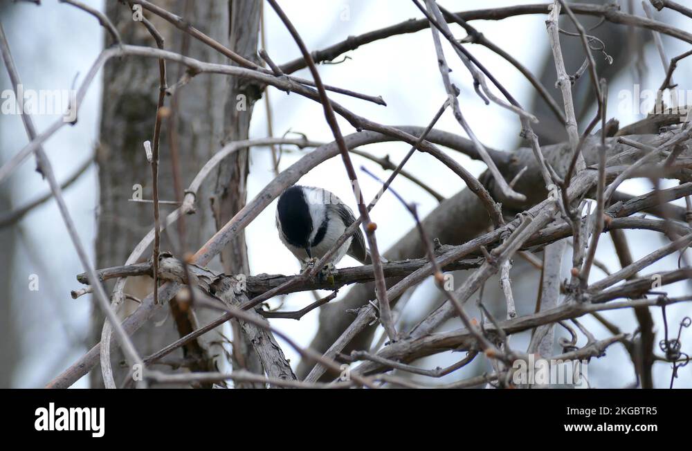 Chickadee view Stock Videos & Footage - HD and 4K Video Clips - Alamy