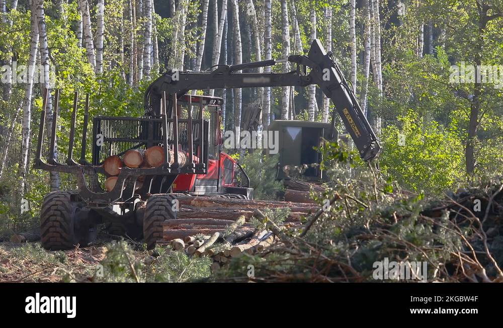 Deforestation timber Stock Videos & Footage - HD and 4K Video Clips - Alamy
