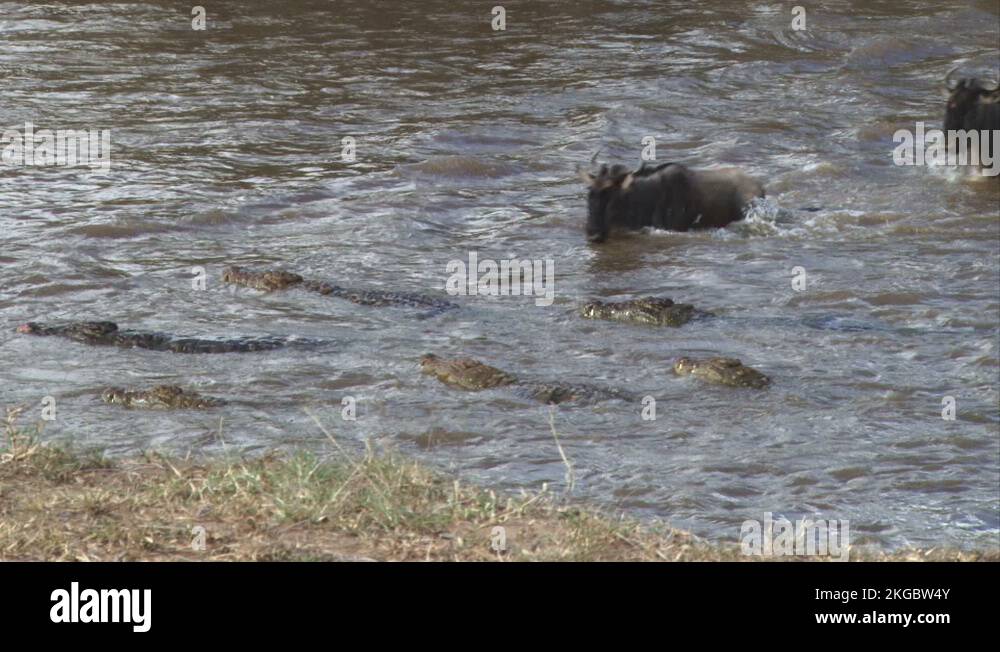 A wildebeest jumps and kicks the mouth of an attacking crocodile and ...