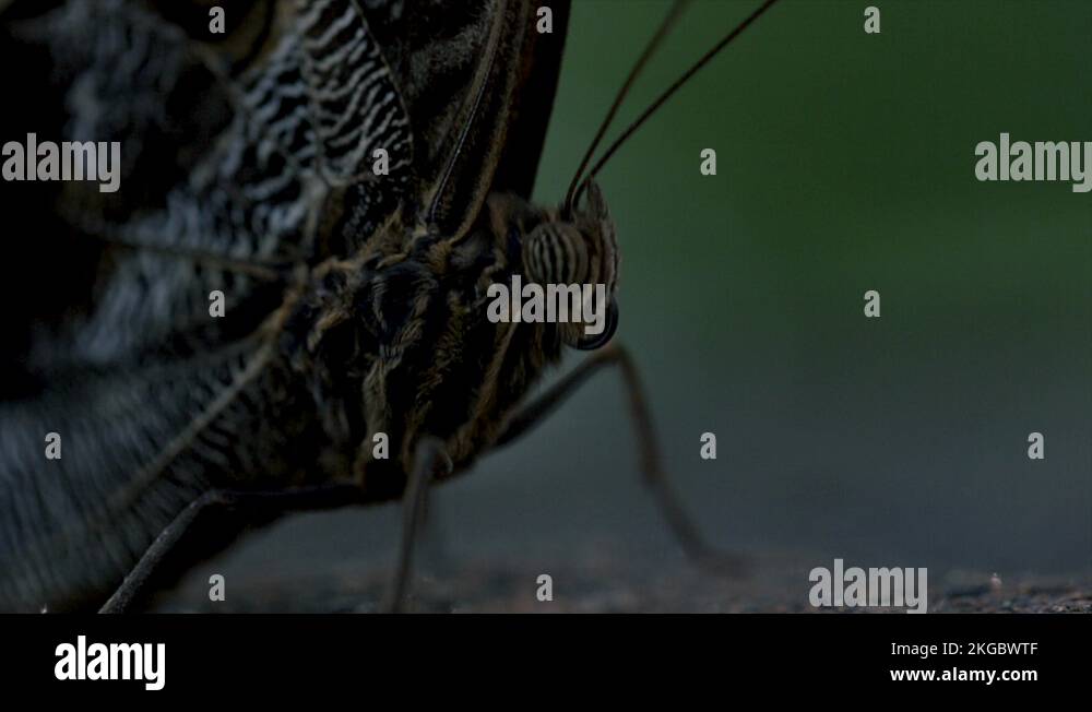 Detailed insect Stock Videos & Footage - HD and 4K Video Clips - Alamy