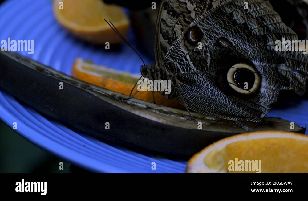 Insects with beautiful patterns Stock Videos & Footage - HD and 4K ...