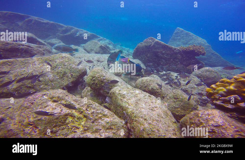 Bumphead parrotfish. Fascinating underwater diving in the sea of Cortez ...