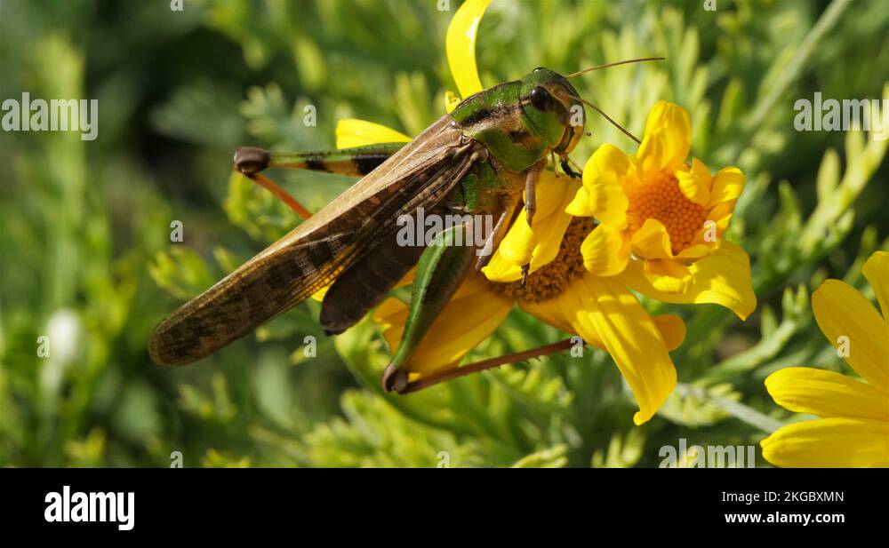 Tracheata antennata Stock Videos & Footage - HD and 4K Video Clips - Alamy