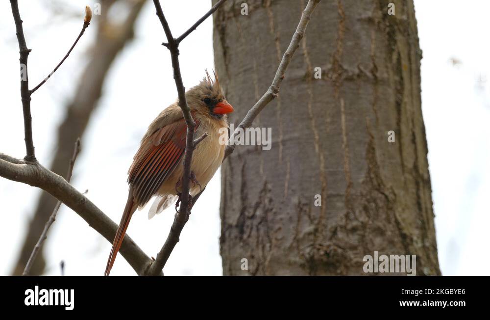 Cardinal feathers Stock Videos & Footage - HD and 4K Video Clips - Alamy