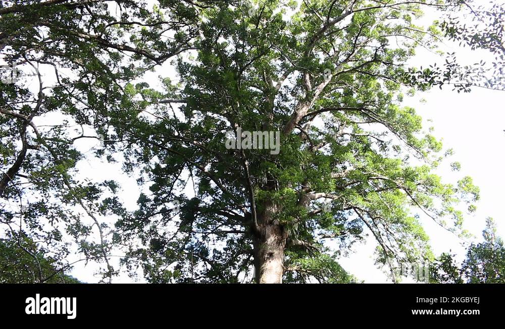 Kauri tree new zealand Stock Videos & Footage - HD and 4K Video Clips ...