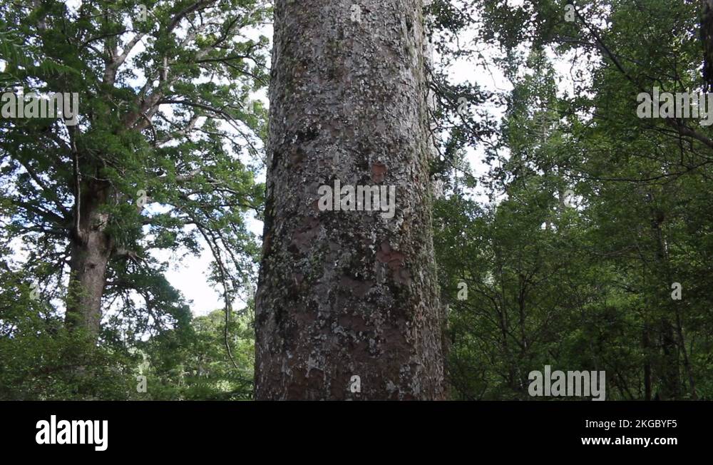Mammut tree Stock Videos & Footage - HD and 4K Video Clips - Alamy