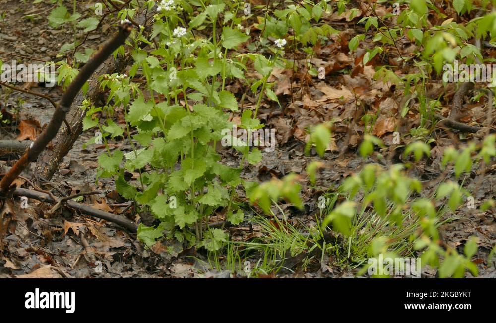 Ground living forest bird Stock Videos & Footage - HD and 4K Video ...