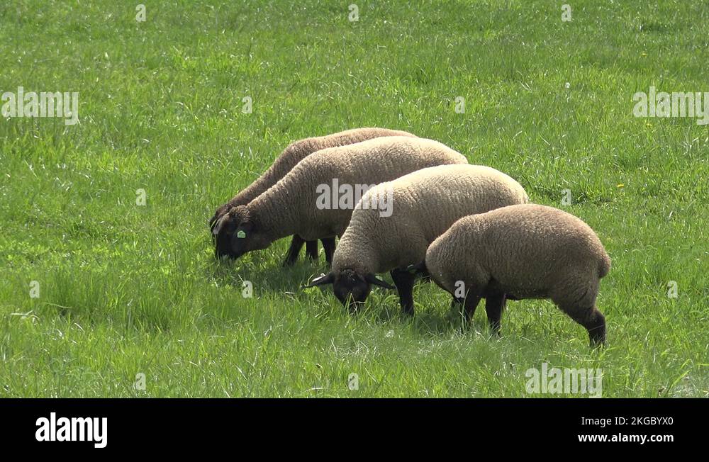 Grazing sheep eat grass. Makiba park in Yamanashi Prefecture, Japan ...