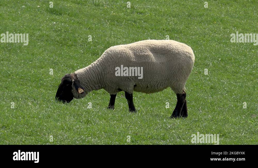 Grazing sheep eat grass. Makiba park in Yamanashi Prefecture, Japan ...