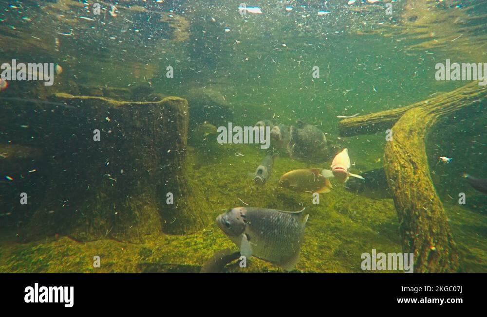 Hippopotamus and freshwater fish swim underwater. muddy water in an ...