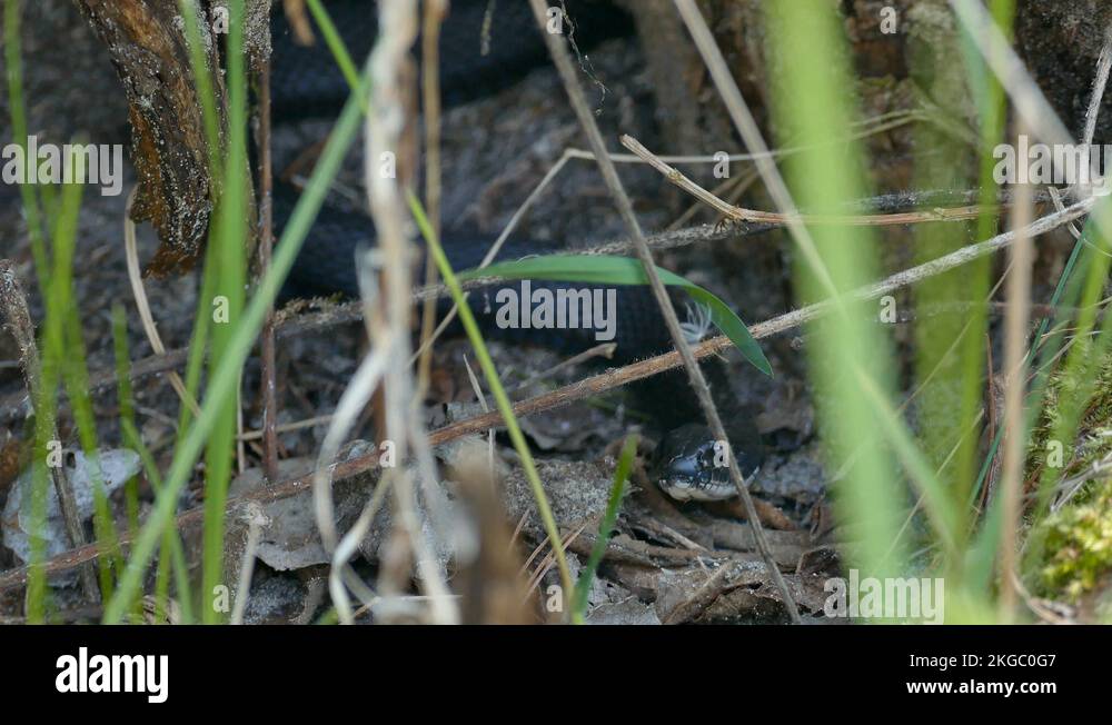 Melanistic garter snake's head facing camera while it is putting its ...