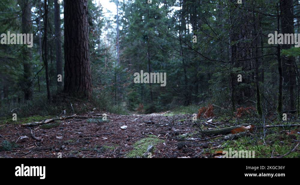Blurry forest Stock Videos & Footage - HD and 4K Video Clips - Alamy