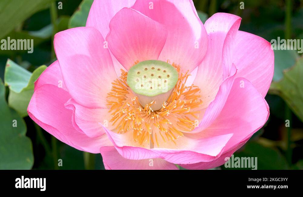 Lotus flower japan Stock Videos & Footage - HD and 4K Video Clips - Alamy