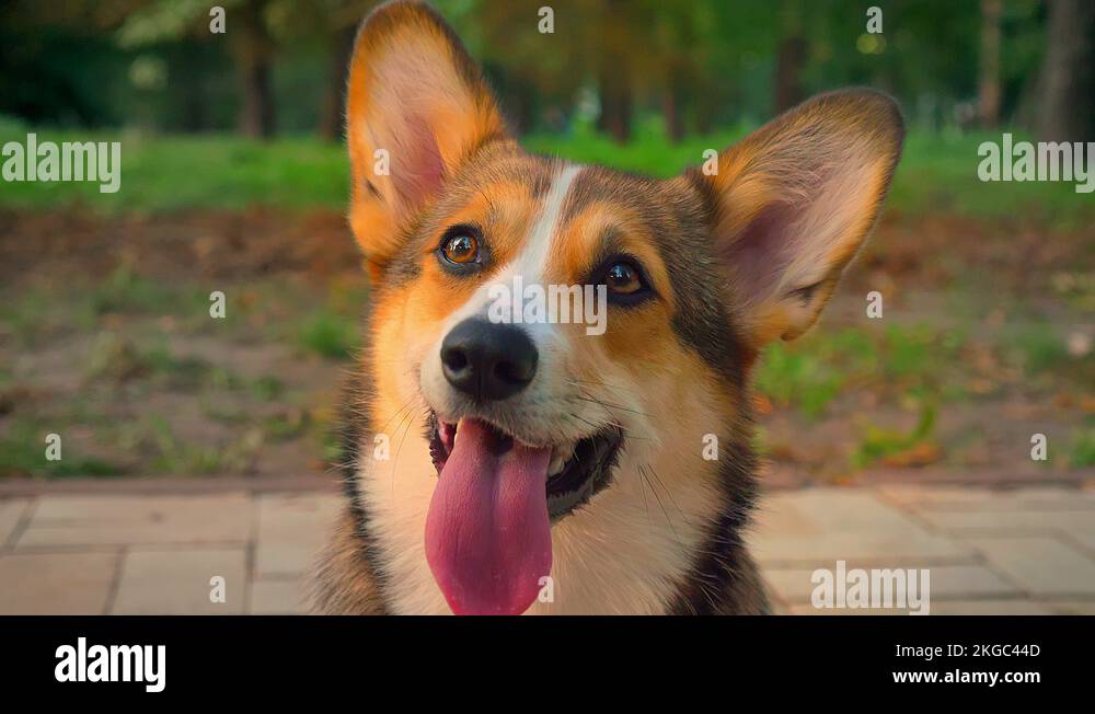 Close-up portrait of cute corgy dog calmly watching into camera showing ...