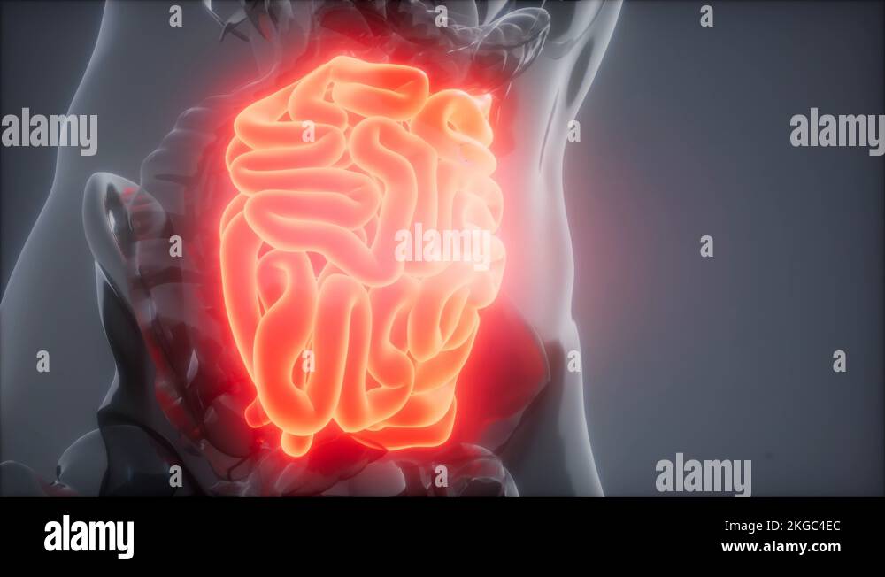 Human Small Intestine Radiology Exam Stock Video Footage - Alamy
