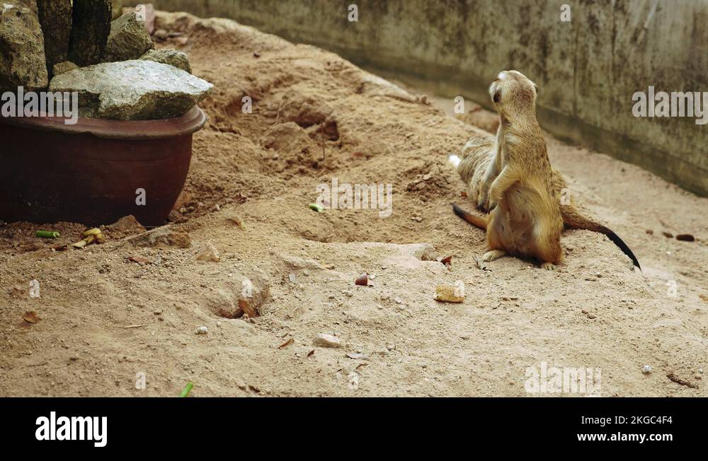Suricate zoo Stock Videos & Footage - HD and 4K Video Clips - Alamy