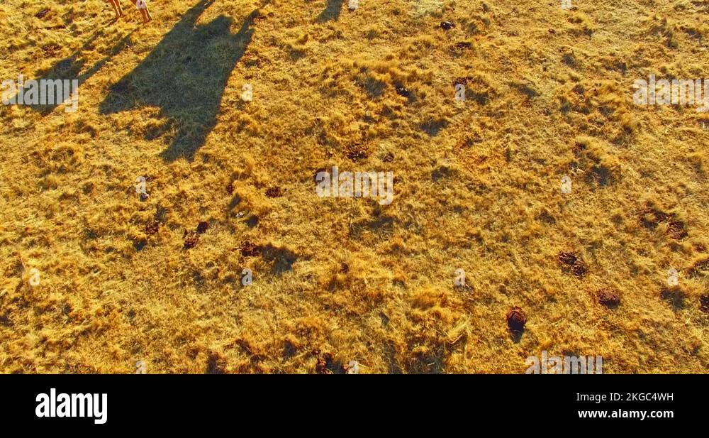 Spanish beef cattle Stock Videos & Footage - HD and 4K Video Clips - Alamy