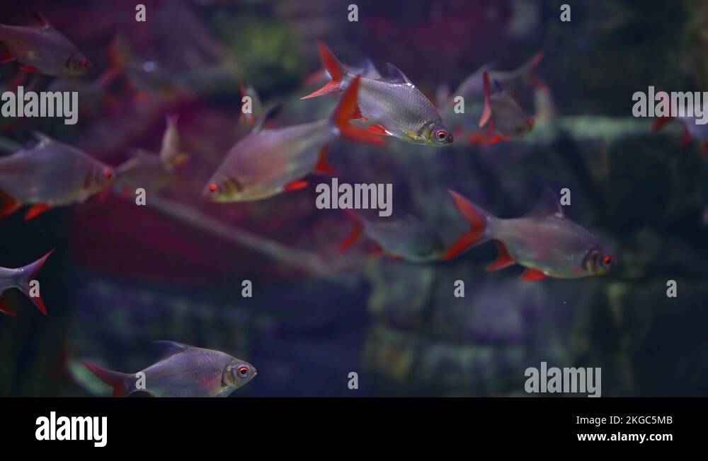 Iridescent algae Stock Videos & Footage - HD and 4K Video Clips - Alamy