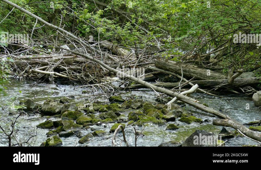 Busy North American river with bird walking across piles of rocks and ...