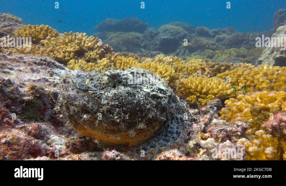 Stone fish. Fascinating underwater diving in the sea of Cortez Stock ...