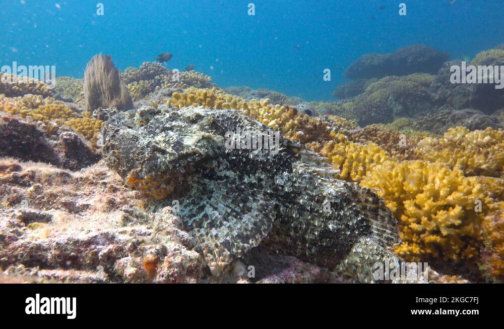 Stone fish. Fascinating underwater diving in the sea of Cortez Stock ...