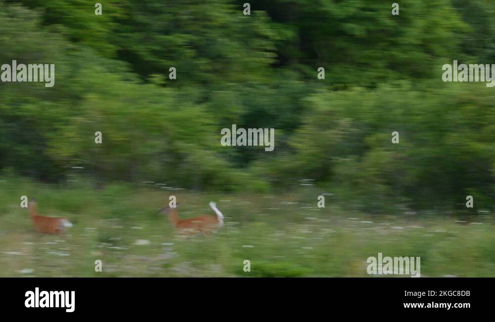 Deer running to escape before entering a forest with thicker trees than ...