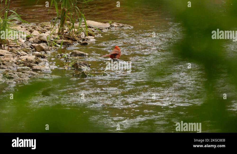 Cardinal bird flying Stock Videos & Footage - HD and 4K Video Clips - Alamy