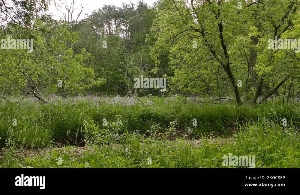 Deciduous broadleaf Stock Videos & Footage - HD and 4K Video Clips - Alamy